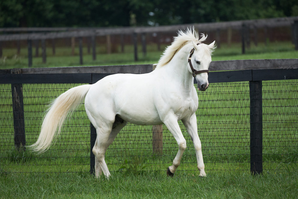 Tapit reaches $150 million in progeny earnings